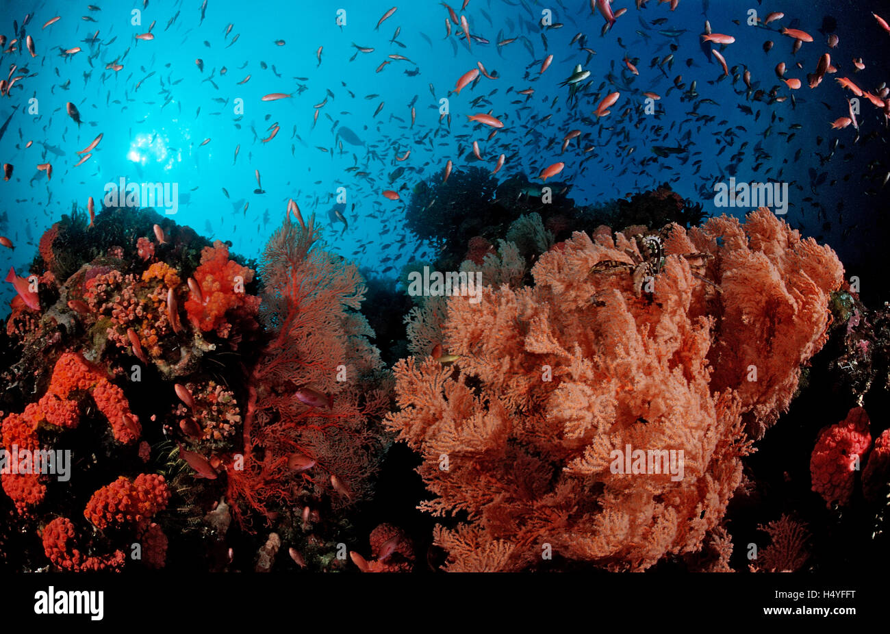 Sea-Fan and Anthias (Anthias), Komodo, Indian Ocean, Indonesia ...