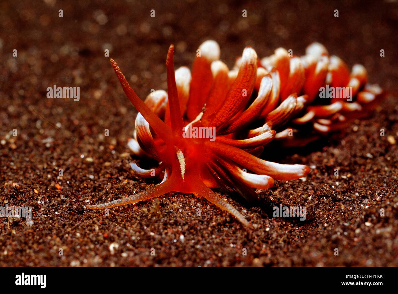 Facelinidae, Aeolid sea slug (Phyllodesmium kabiranum) Bali, Indian ...