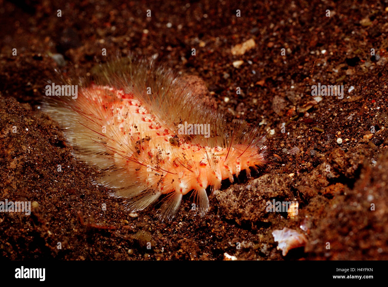 Bristle worm, fireworm (Chloeia sp.) Bali, Indian Ocean, Indonesia ...