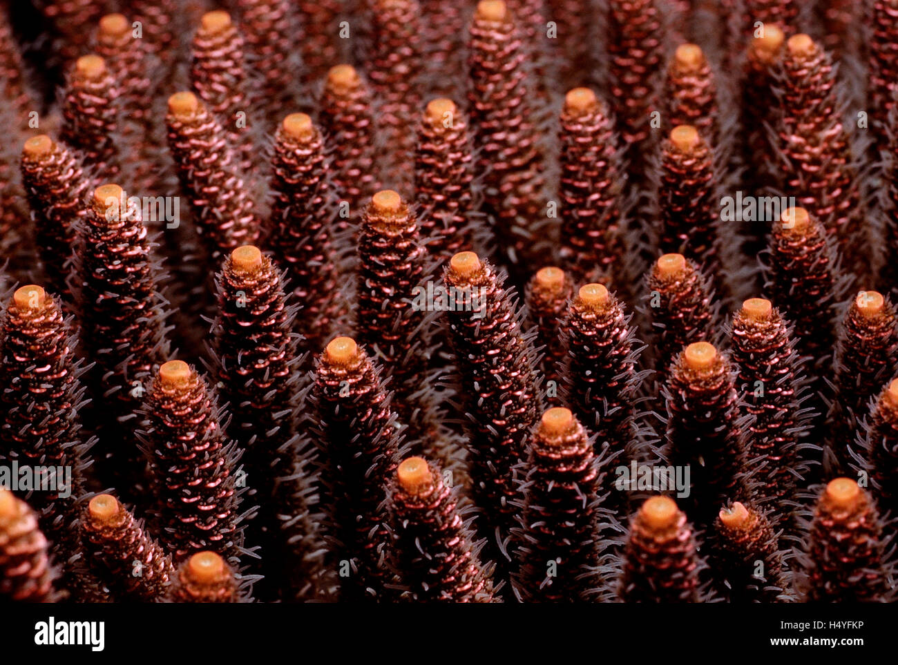 Coral polyps, Bali, Indian Ocean, Indonesia Stock Photo - Alamy