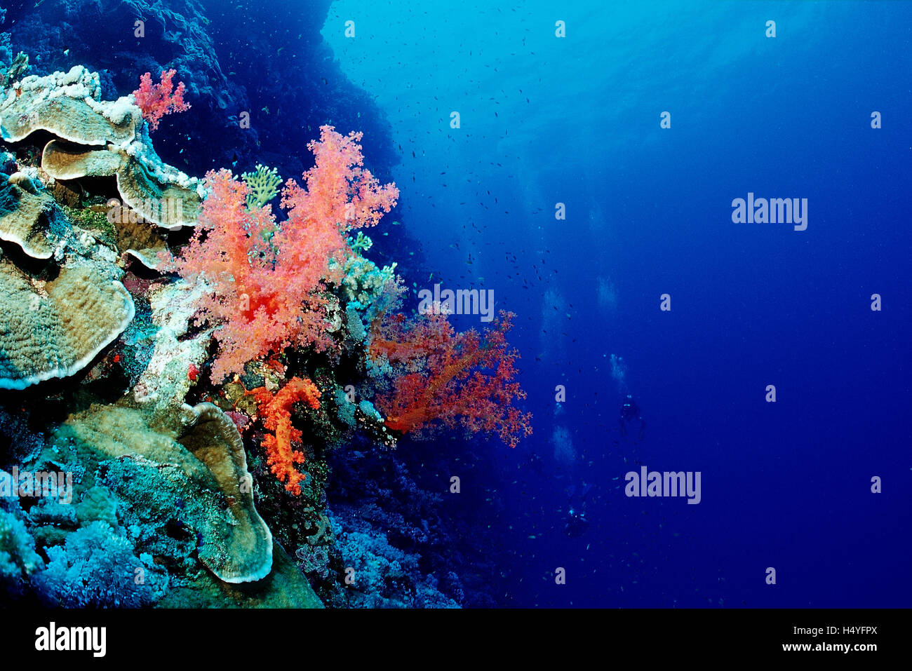 Colorful coral reef, Hurghada, Red Sea, Egypt Stock Photo - Alamy