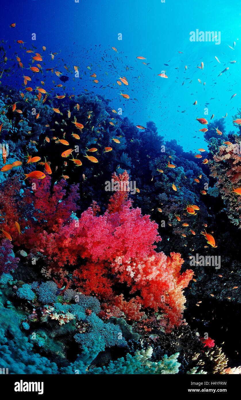 Colorful coral reef, Brother Islands, Red Sea, Egypt Stock Photo - Alamy