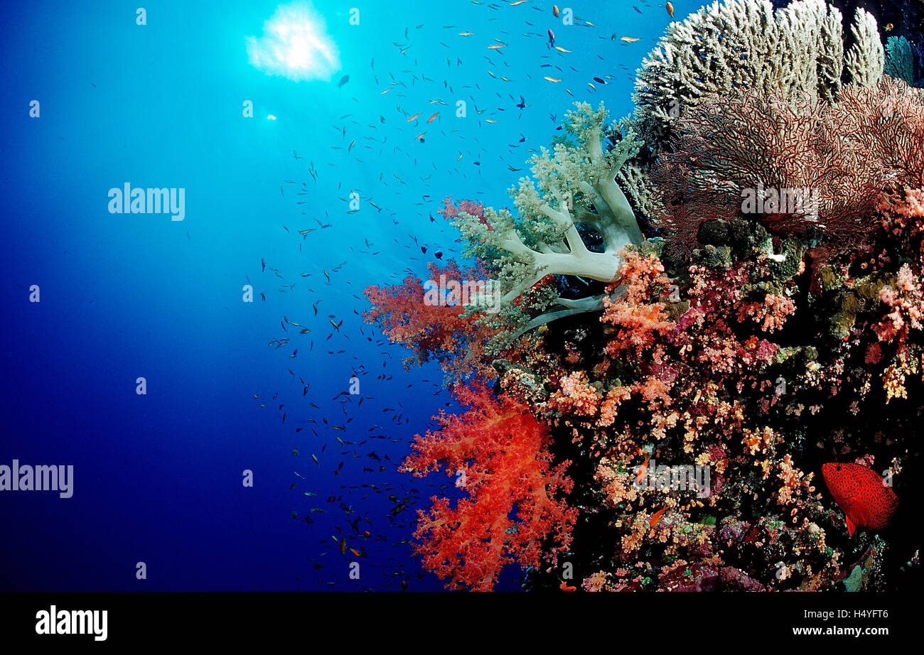 Colorful coral reefs lots hi-res stock photography and images - Alamy