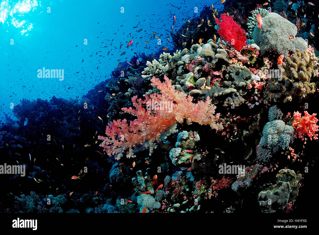 Colorful coral reefs lots hi-res stock photography and images - Alamy