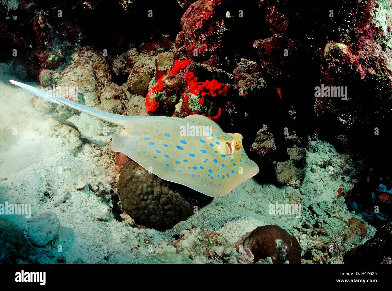 Spotted blue stingray hi-res stock photography and images - Alamy