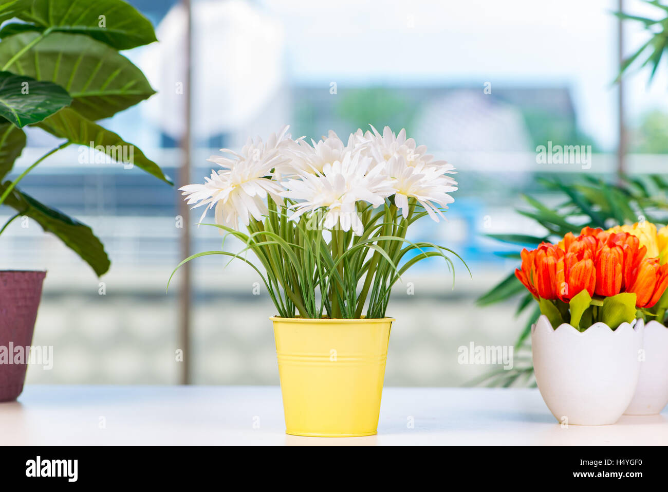 Flowers in the pot at home Stock Photo - Alamy