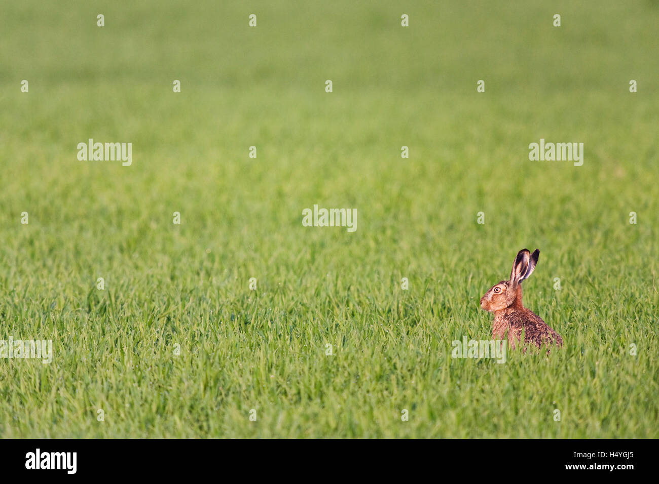 Hare side profile hi-res stock photography and images - Alamy