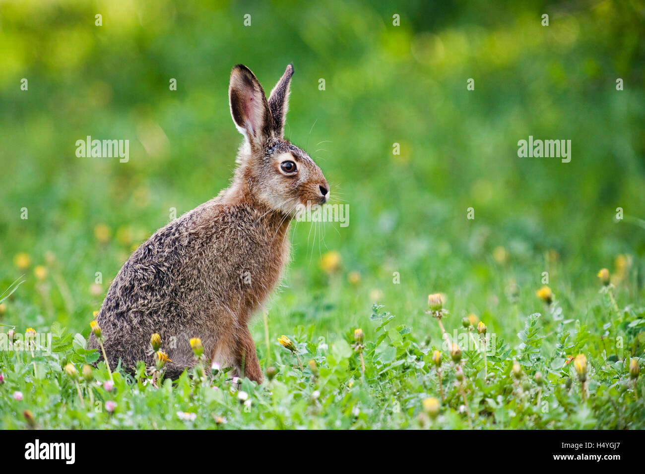 Hare side profile hi-res stock photography and images - Alamy