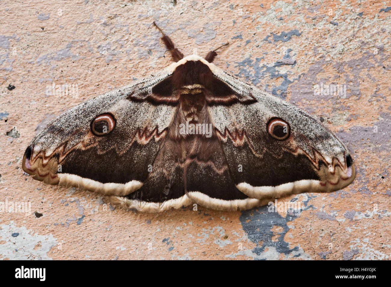 Large Emperor Moth (Saturnia pyri Stock Photo - Alamy