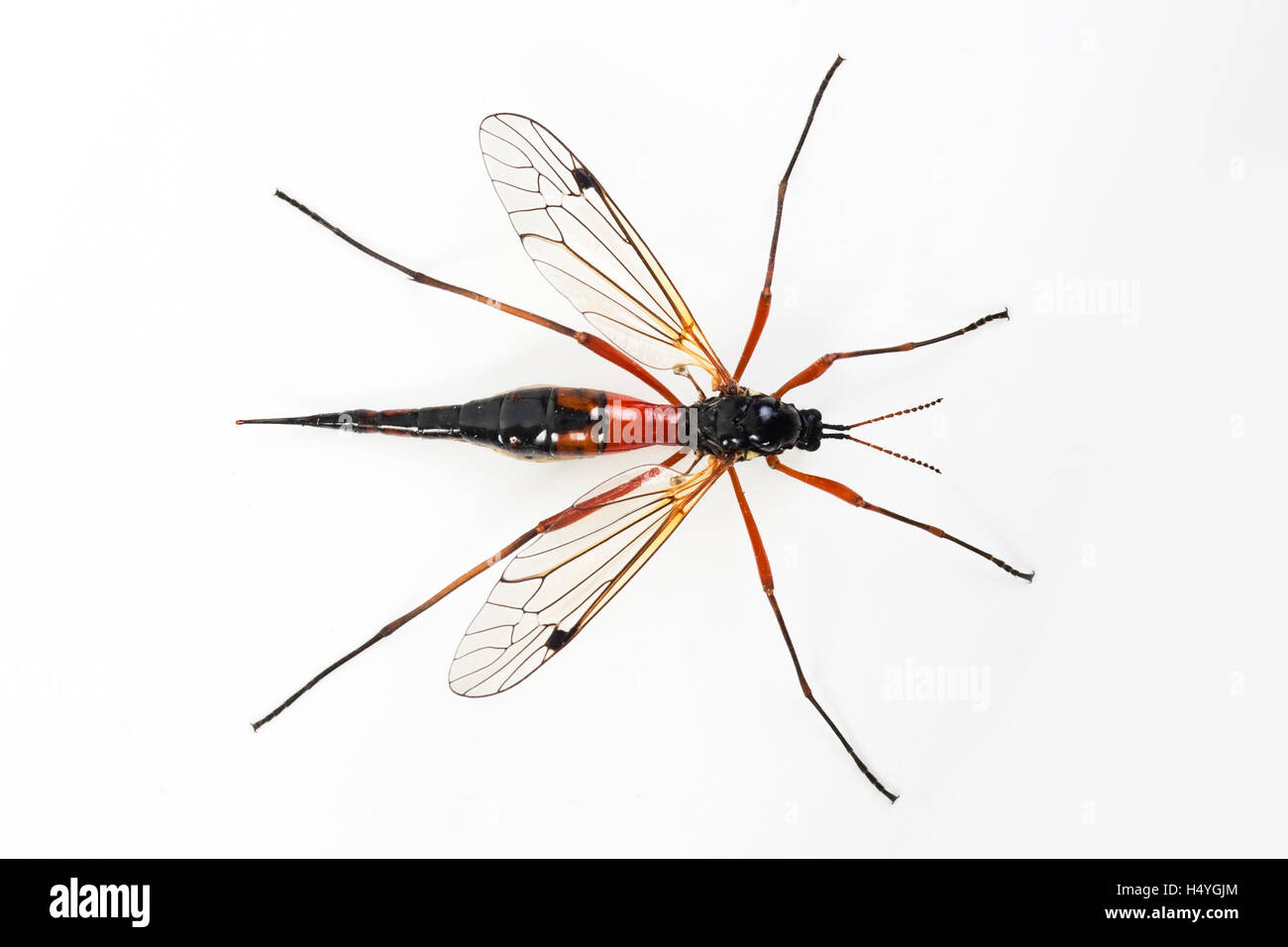 Cranefly tanyptera atrata hi-res stock photography and images - Alamy