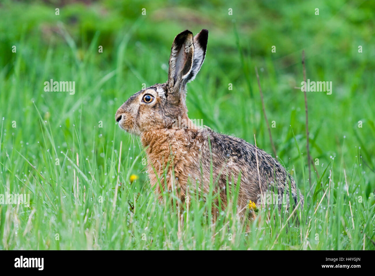 Hare side profile hi-res stock photography and images - Alamy