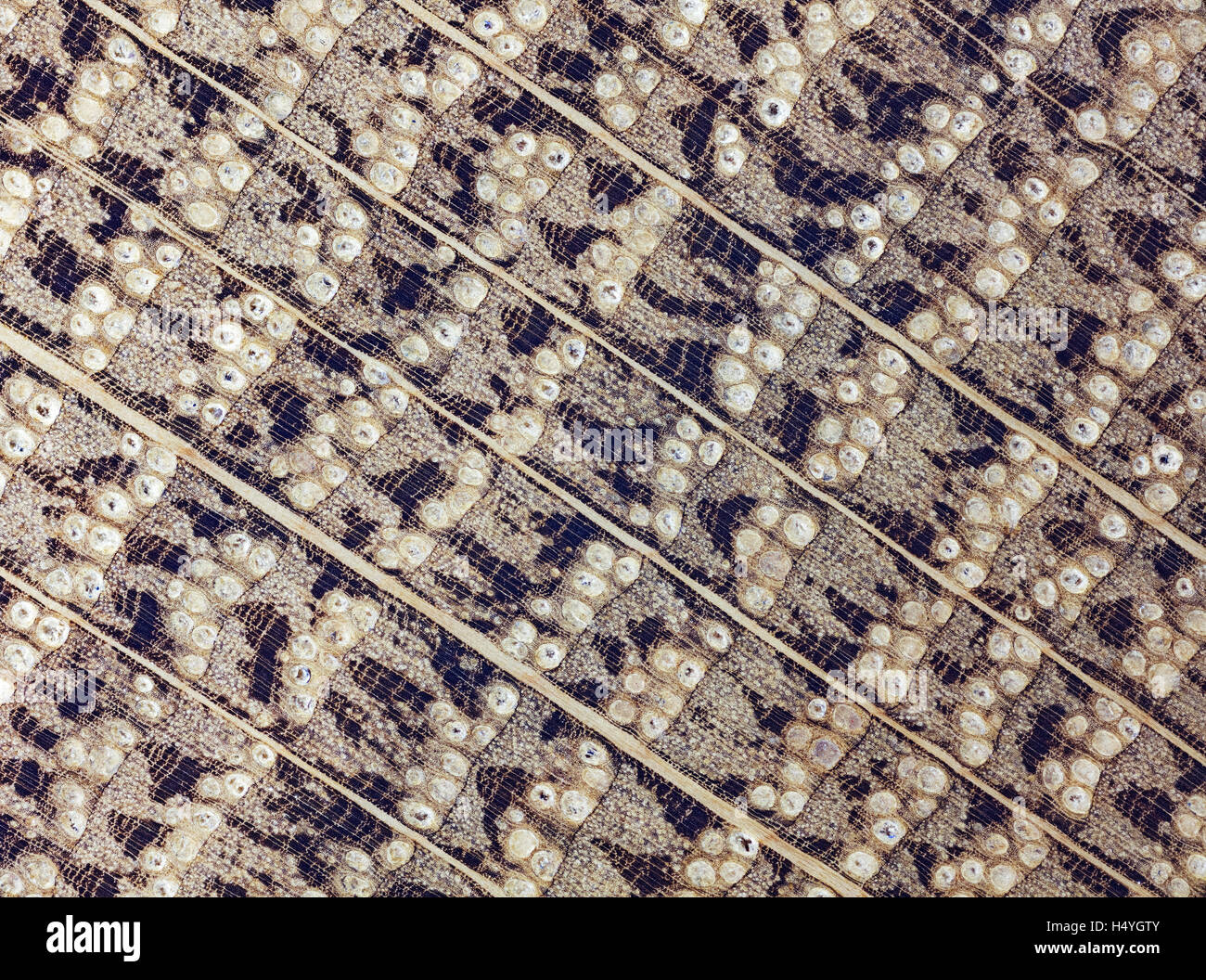 Microscopic wood hi-res stock photography and images - Alamy