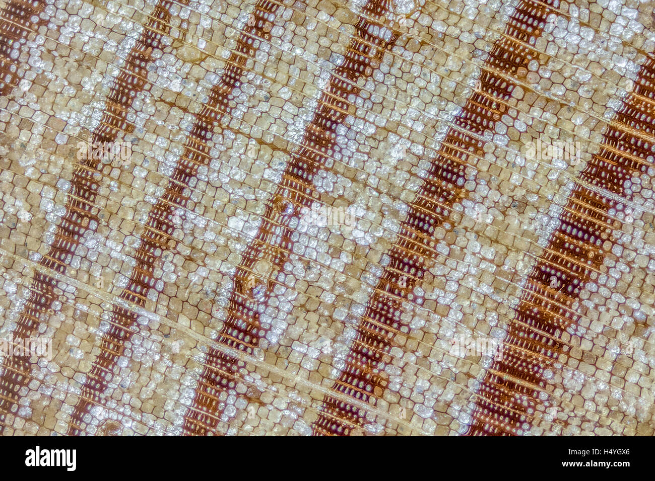 Larch, larch wood, polished, cross section of the trunk ...