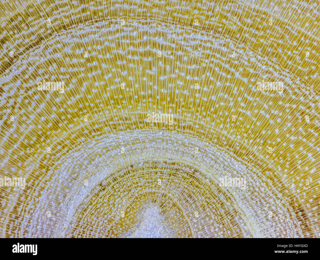 Lemon, lemon wood, polished, cross section of the trunk ...