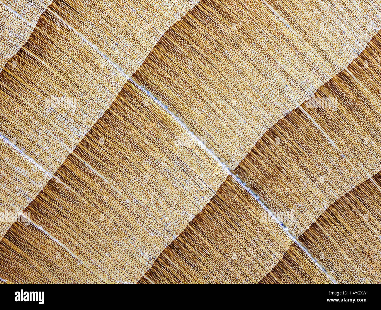 Yew, yew wood, polished, cross section of the trunk, photomicrograph ...