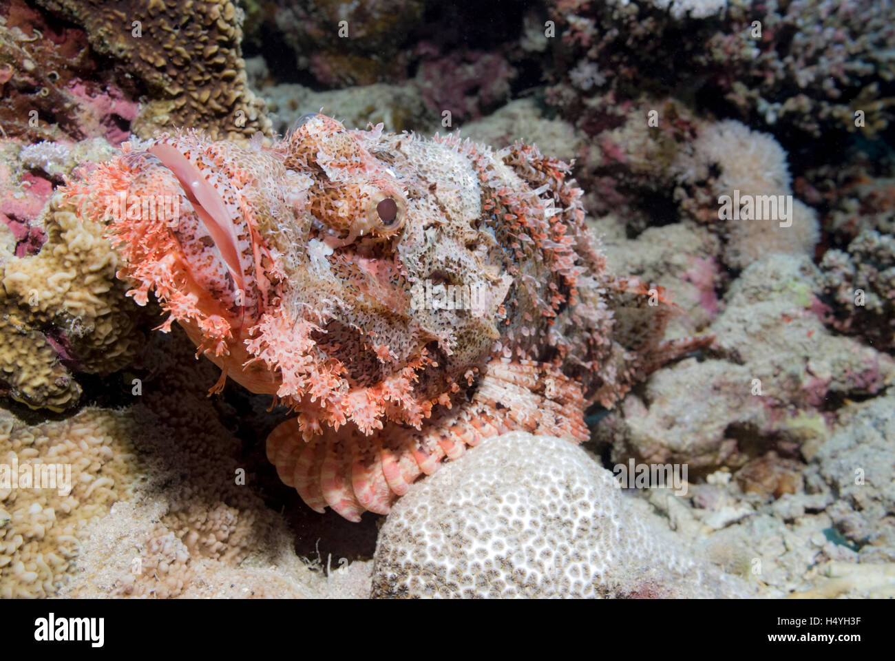 Tassled scorpionfish (Scorpaenopsis oxycephala), Red Sea, Egypt, Africa ...