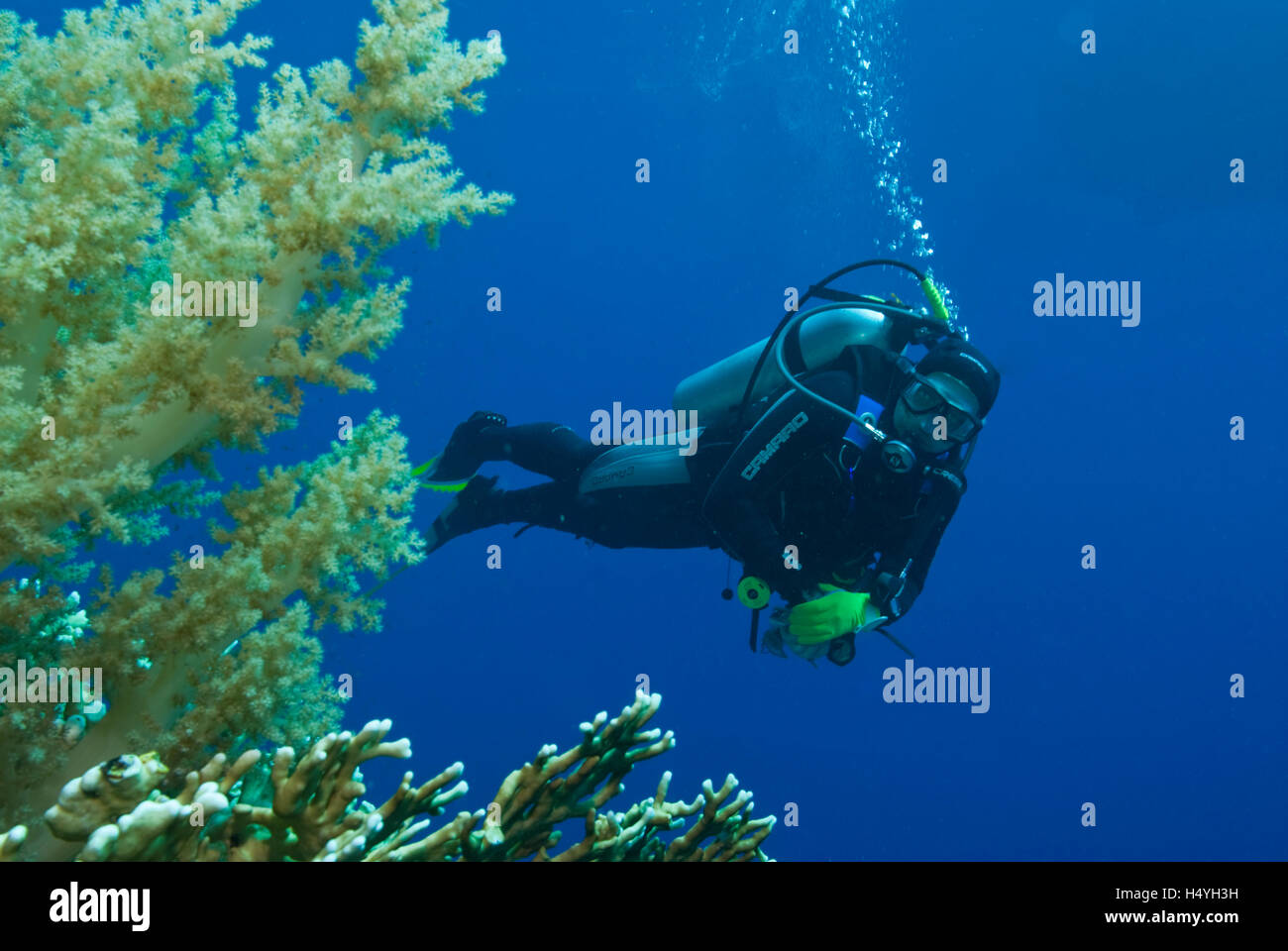 Underwater red sea hi-res stock photography and images - Alamy