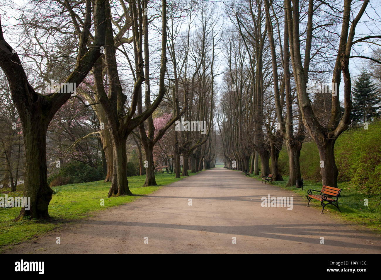 Plane tree alley, Romberg Park, Dortmund, Ruhr Area, North Rhine ...