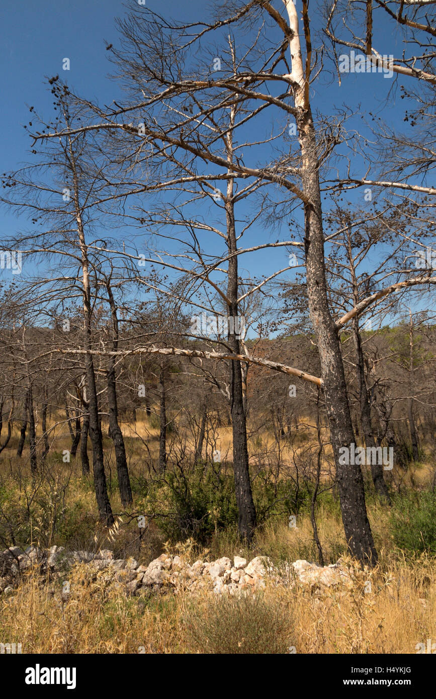 Burned trees after the great forest fire of 2012 Chios Island Greece ...