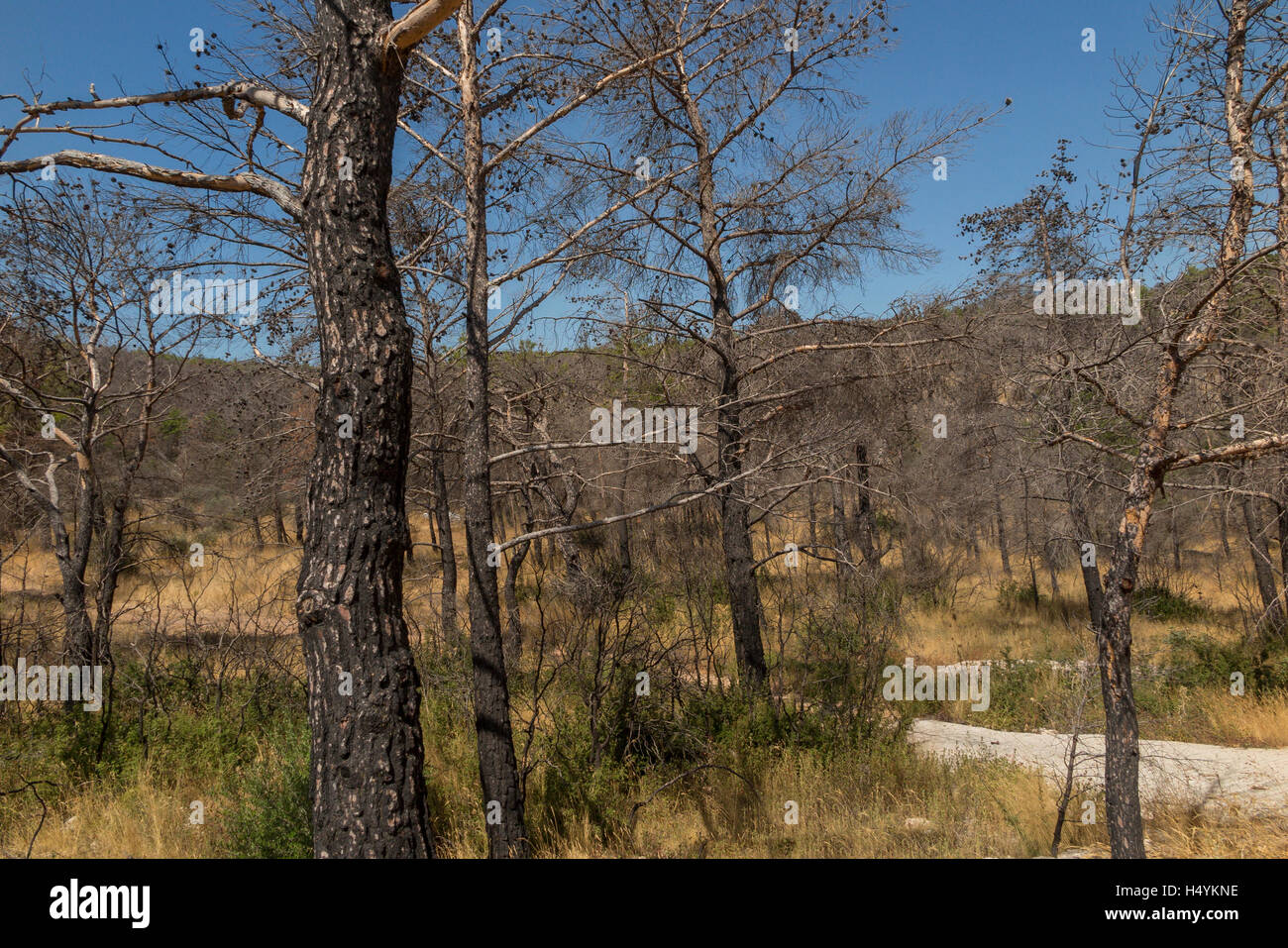 Burned trees after the great forest fire of 2012 Chios Island Greece ...