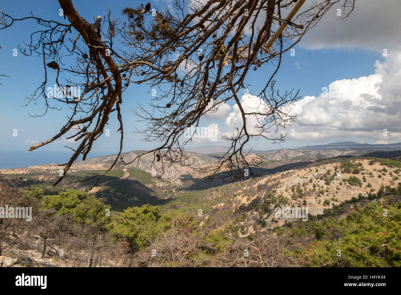 Burned trees after the great forest fire of 2012 Chios Island Greece ...