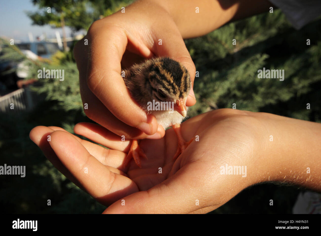 little chick in the palm Stock Photo - Alamy