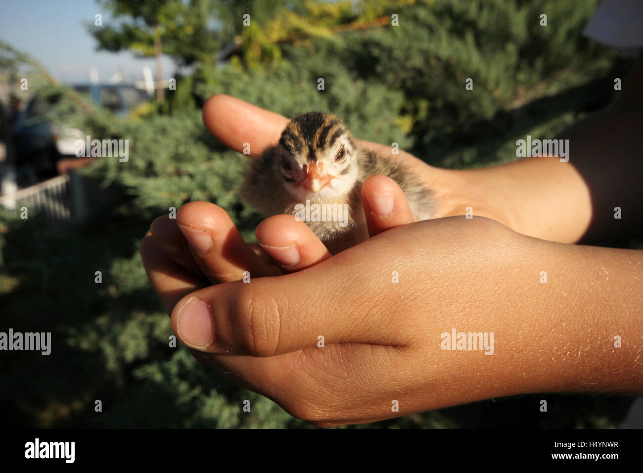 little chick in the palm Stock Photo - Alamy