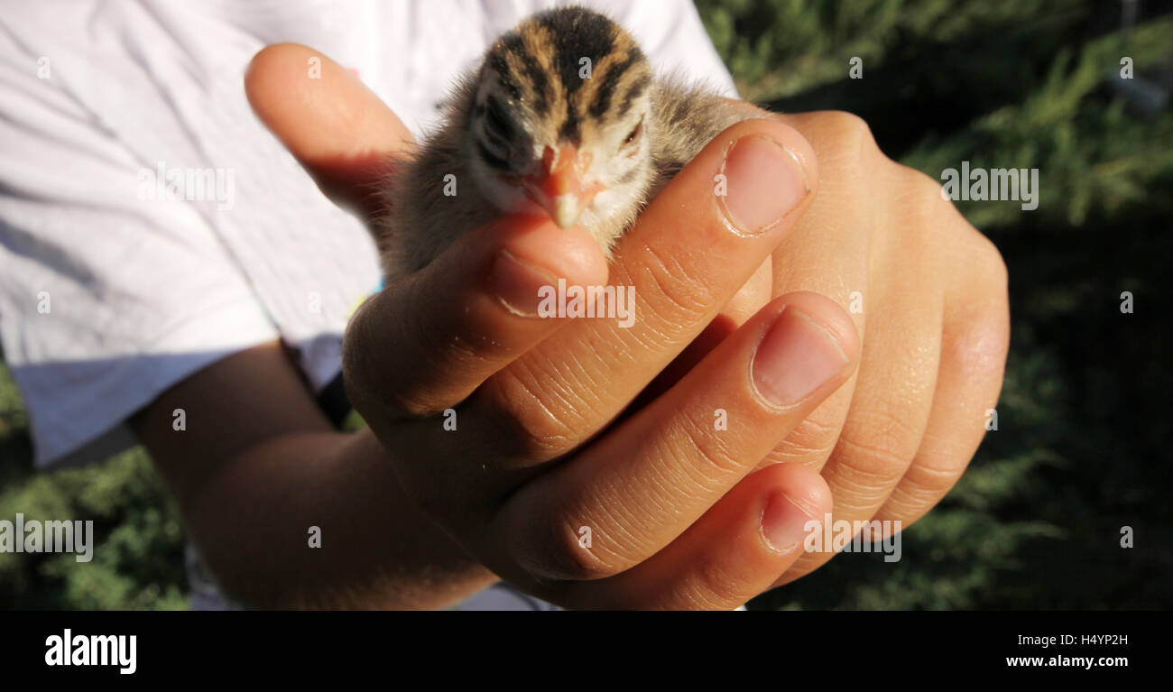 little chick in the palm Stock Photo - Alamy