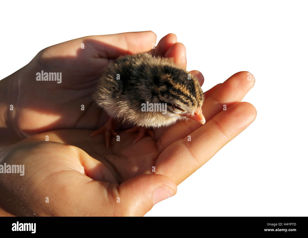 Baby chicken curiosity hi-res stock photography and images - Alamy