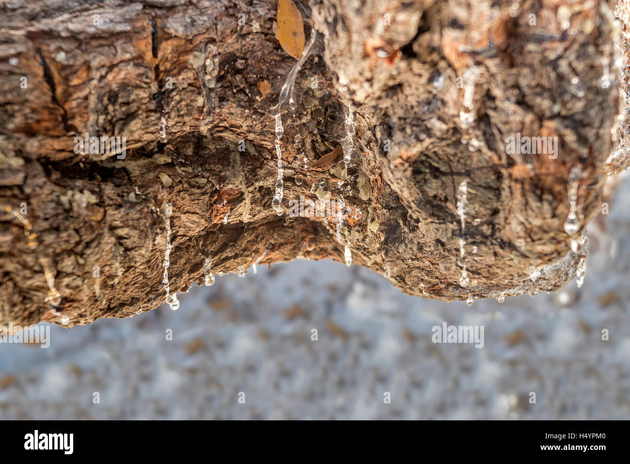 Close up of Mastika trees dripping resin Chios Island Greece Stock ...