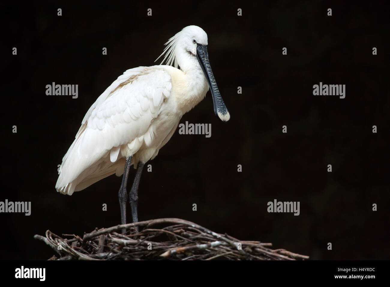 Eurasian spoonbill (Platalea leucorodia), also known as the common ...