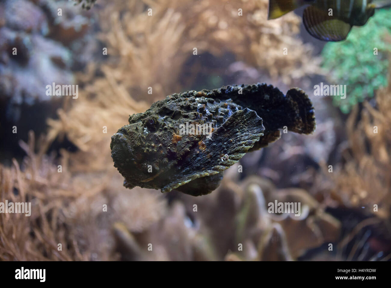Reef stonefish (Synanceia verrucosa), also known as the stonefish ...