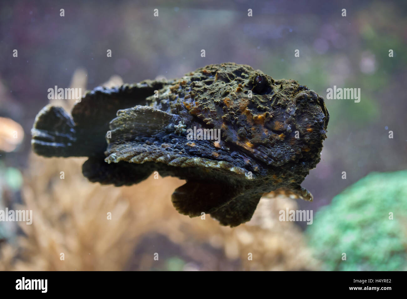 Reef stonefish (Synanceia verrucosa), also known as the stonefish ...