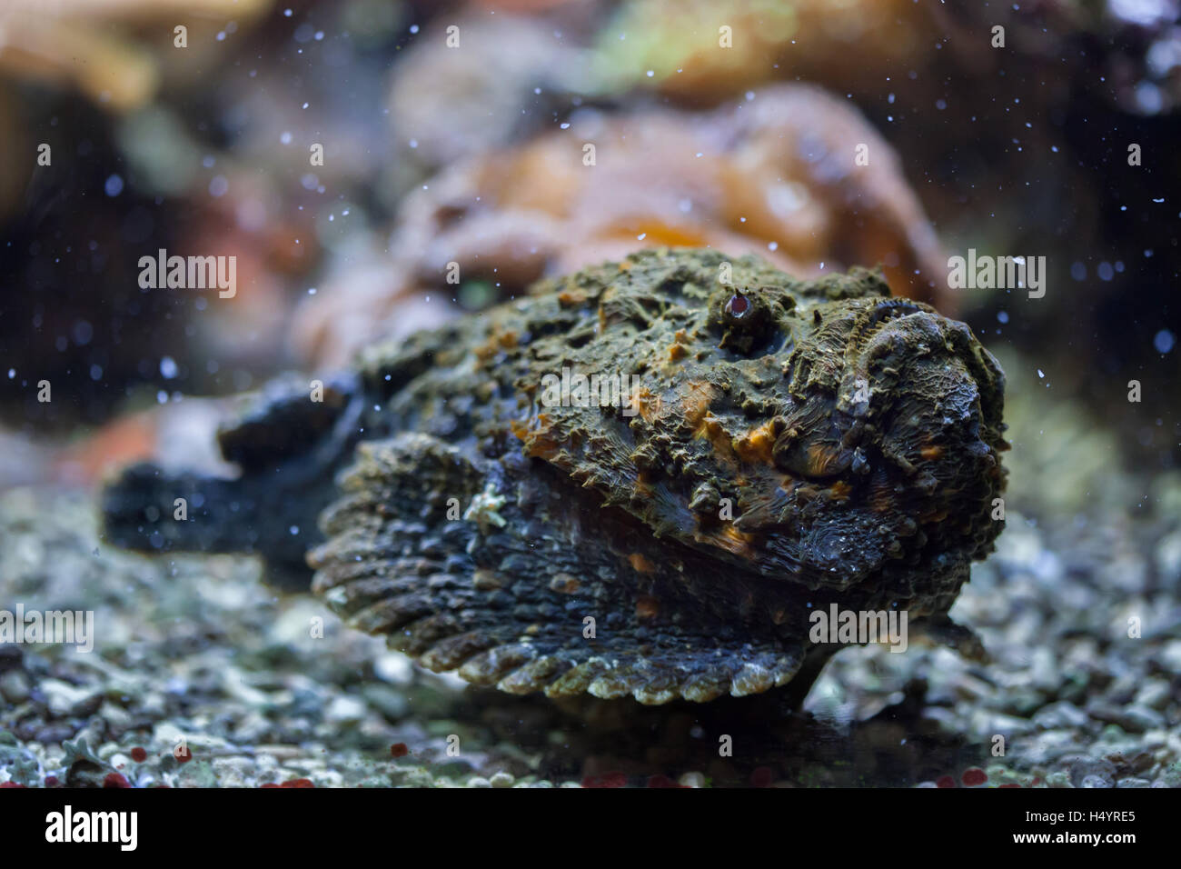 Reef stonefish (Synanceia verrucosa), also known as the stonefish ...