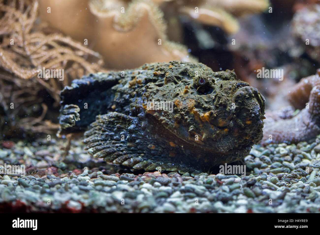 Reef Stonefish Reef Stock Photos & Reef Stonefish Reef Stock Images - Alamy