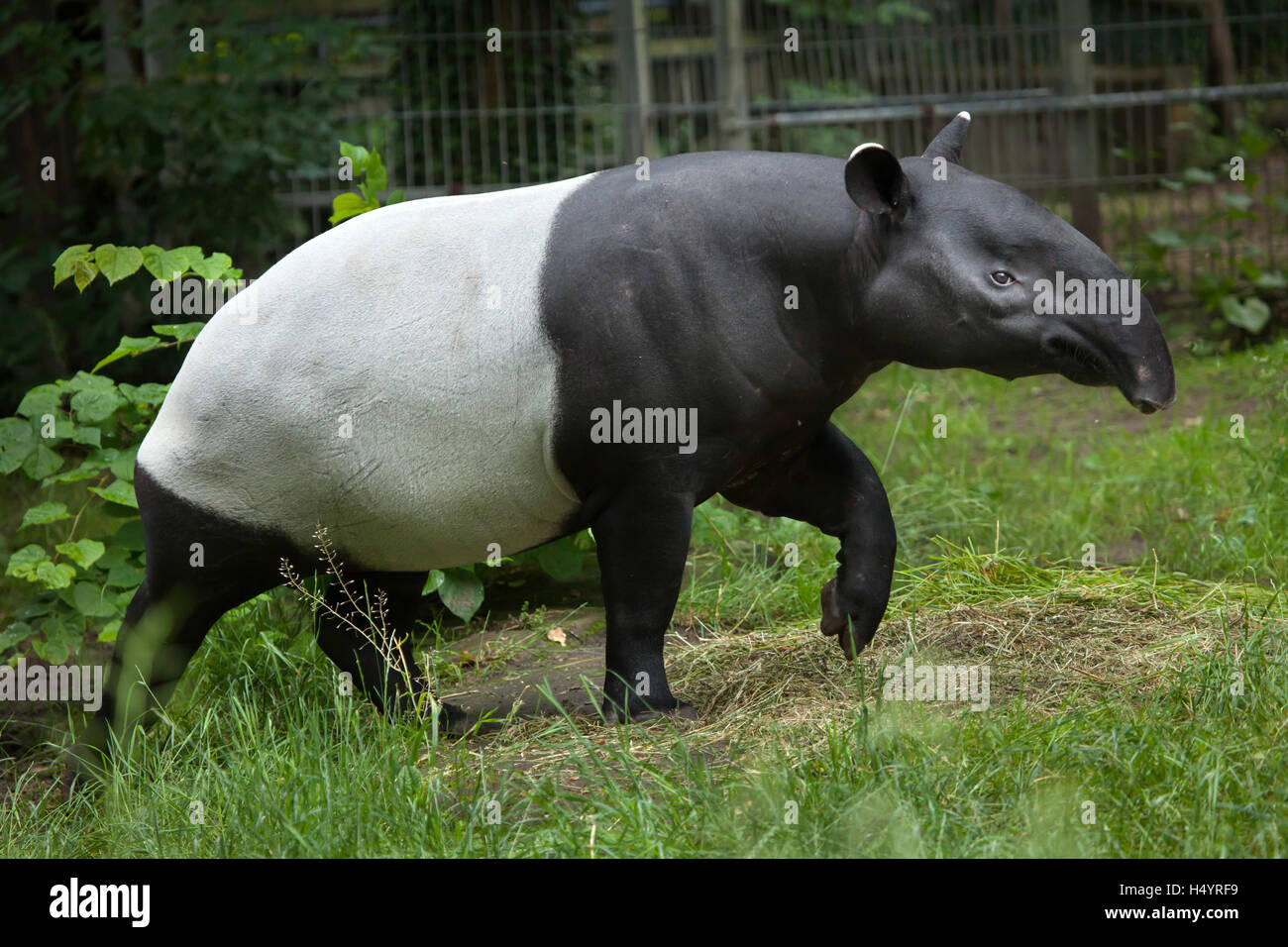 Malayan tapir (Tapirus indicus), also known as the Asian tapir at ...