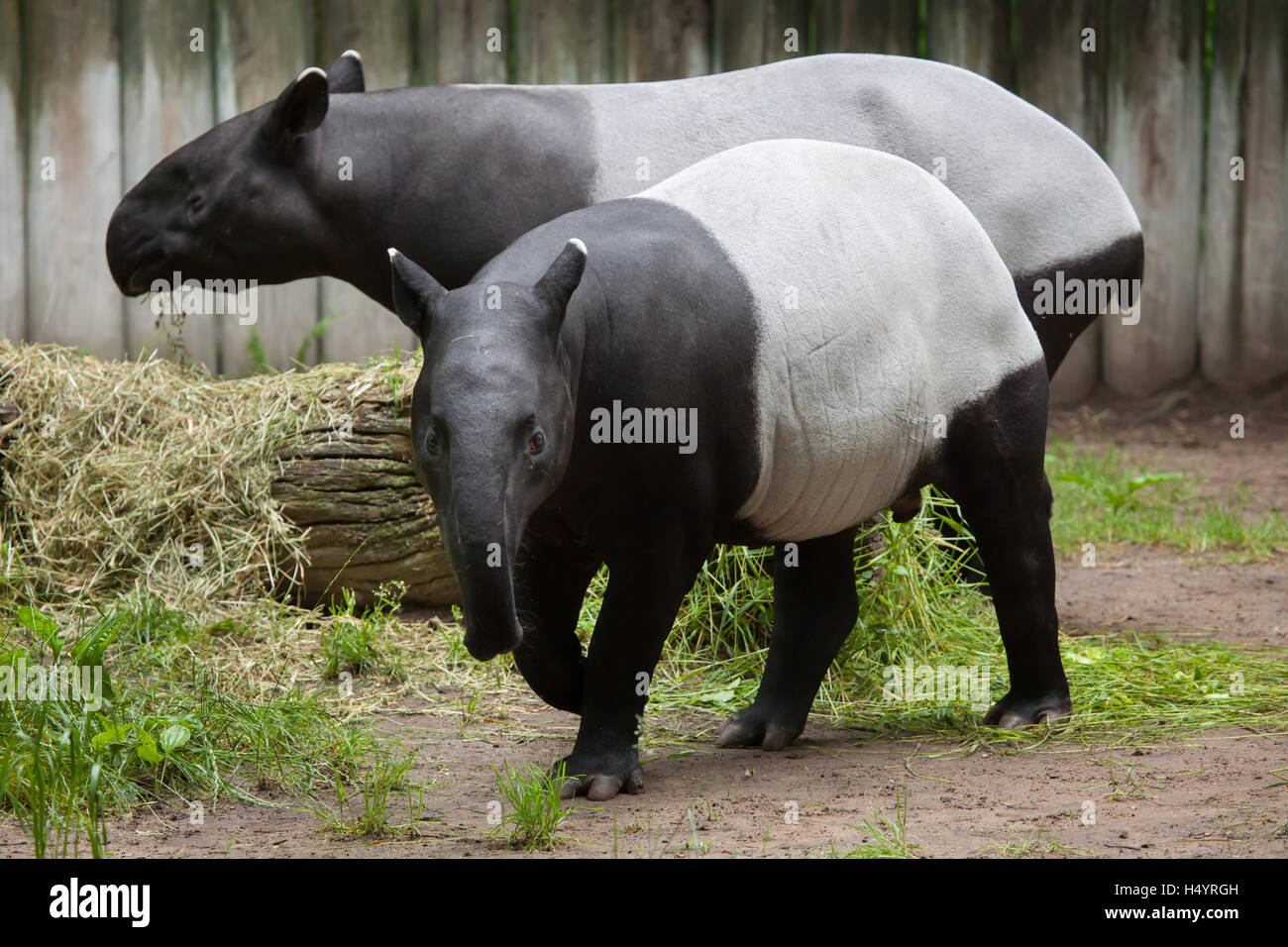 Malayan tapir (Tapirus indicus), also known as the Asian tapir at ...