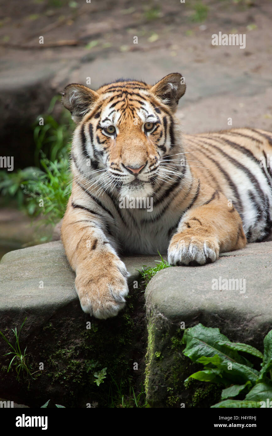 One-year-old Siberian tiger (Panthera tigris altaica) called Aljoscha ...