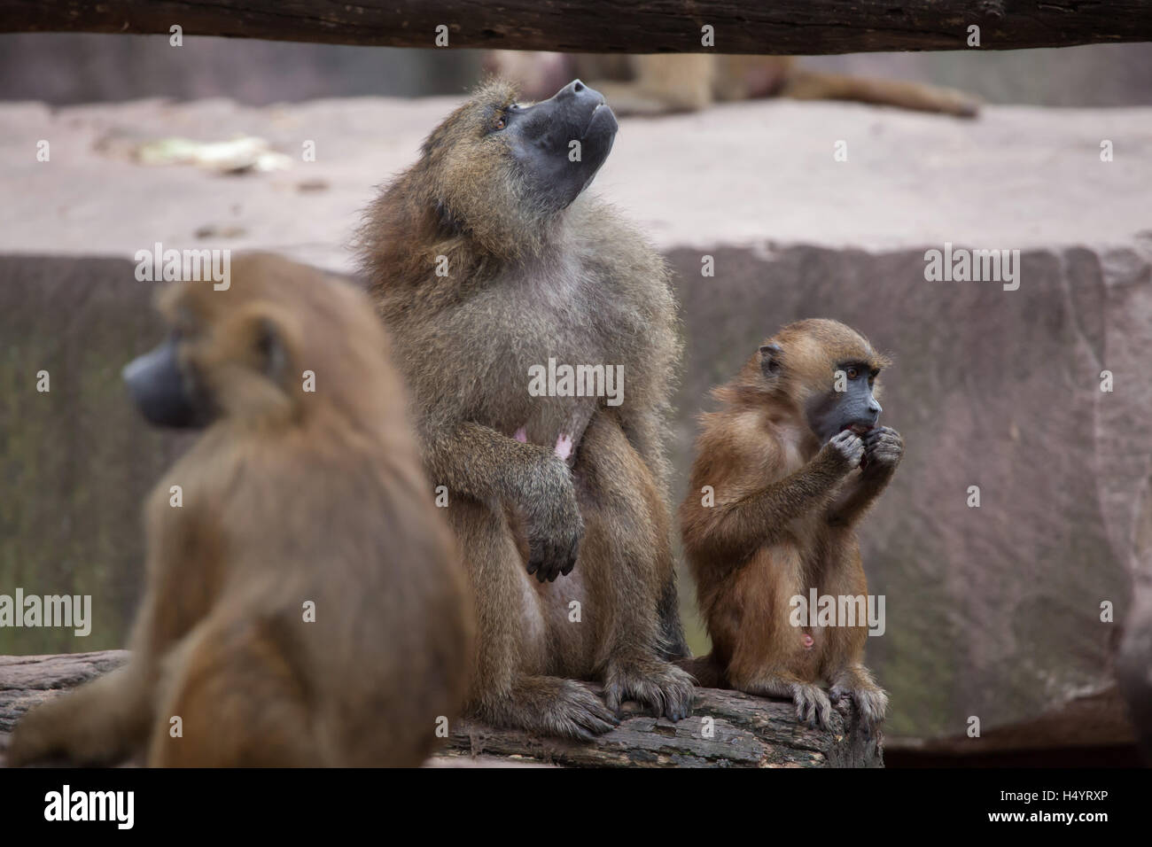 Guinea baboon (Papio papio). Female baboon with its newborn baby at ...