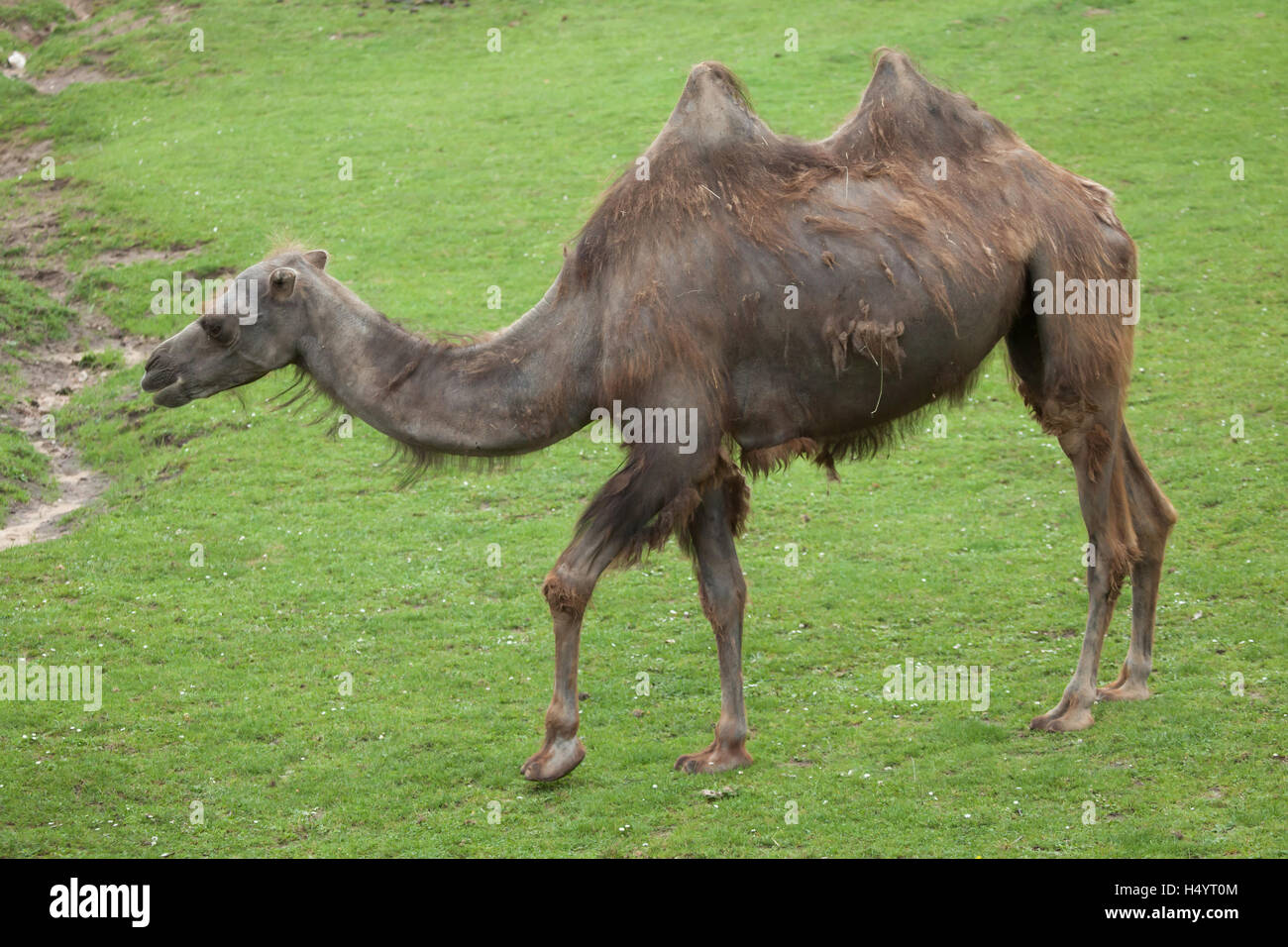 Taklamakan Desert Camels High Resolution Stock Photography and Images - Alamy