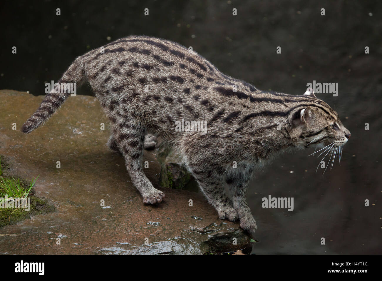 Fishing cat (Prionailurus viverrinus) at Nuremberg Zoo in Nuremberg ...