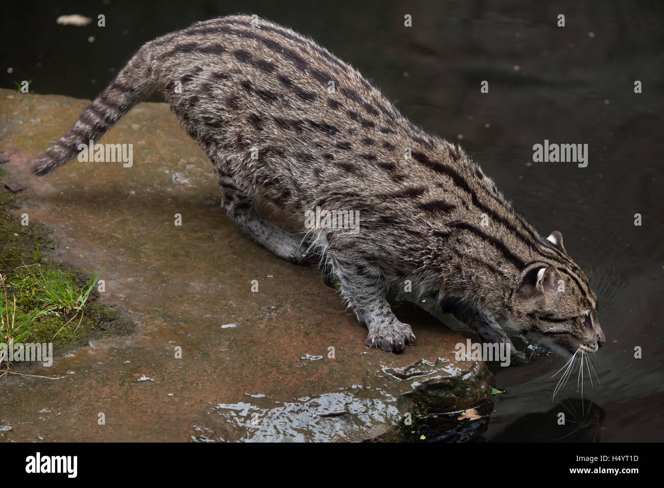 Prionailurus viverrinus hi-res stock photography and images - Alamy