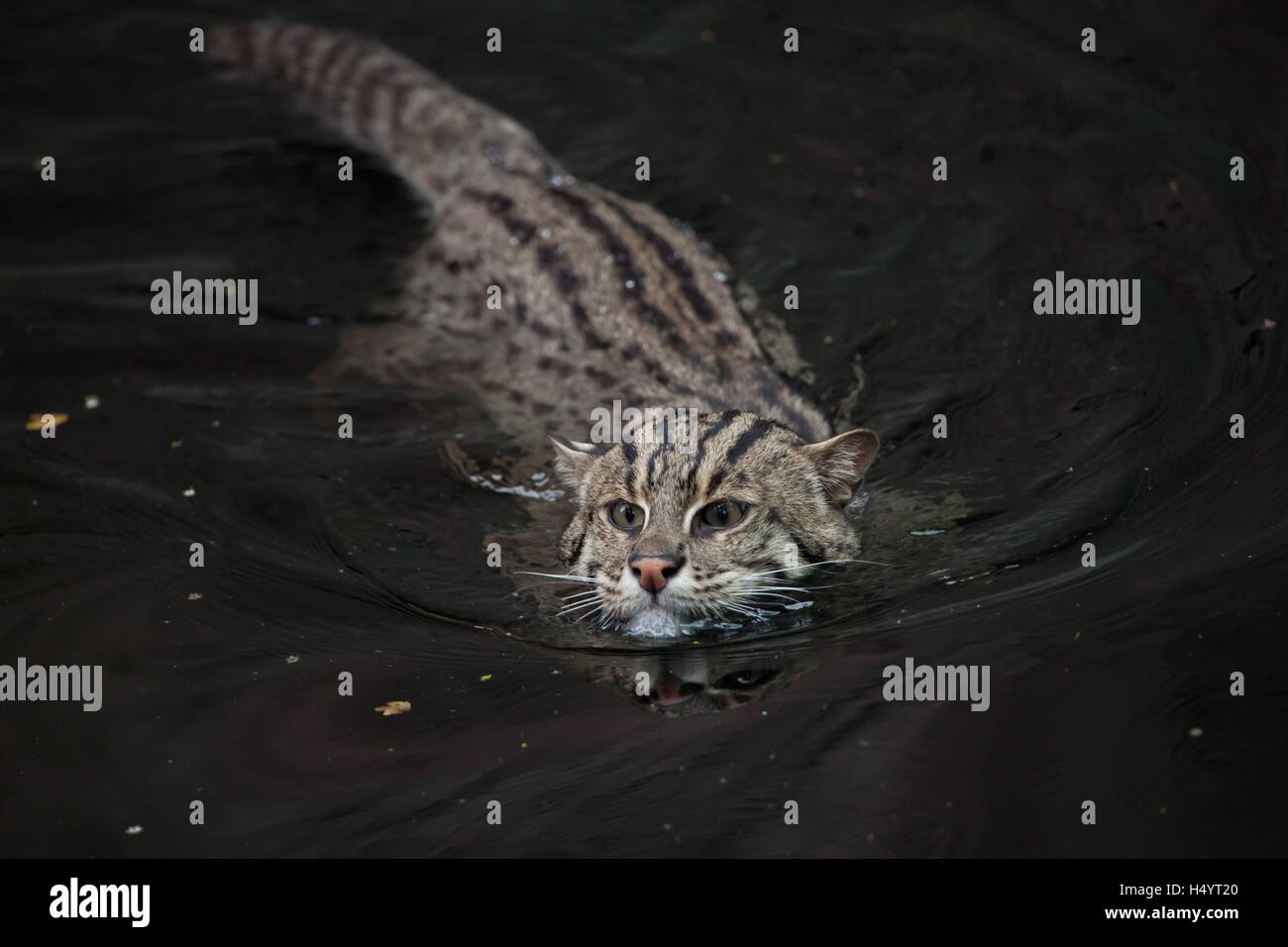 Fishing cat (Prionailurus viverrinus) at Nuremberg Zoo in Nuremberg ...