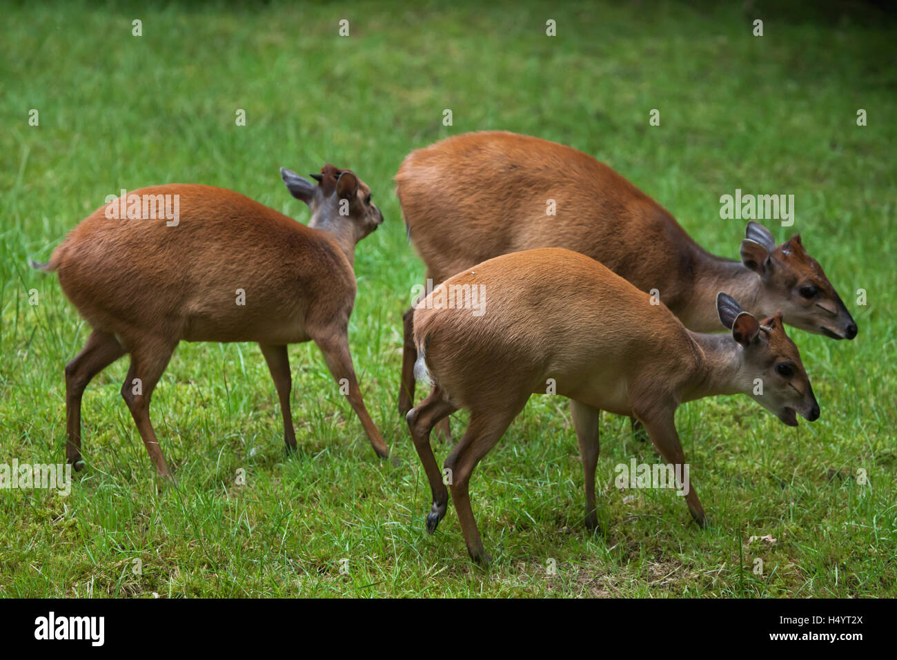 Red forest duiker (Cephalophus natalensis), also known as the Natal ...