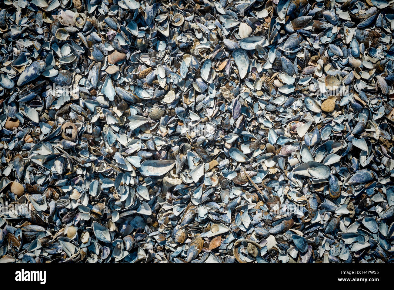 Full frame take of assorted shells on a beach Stock Photo - Alamy