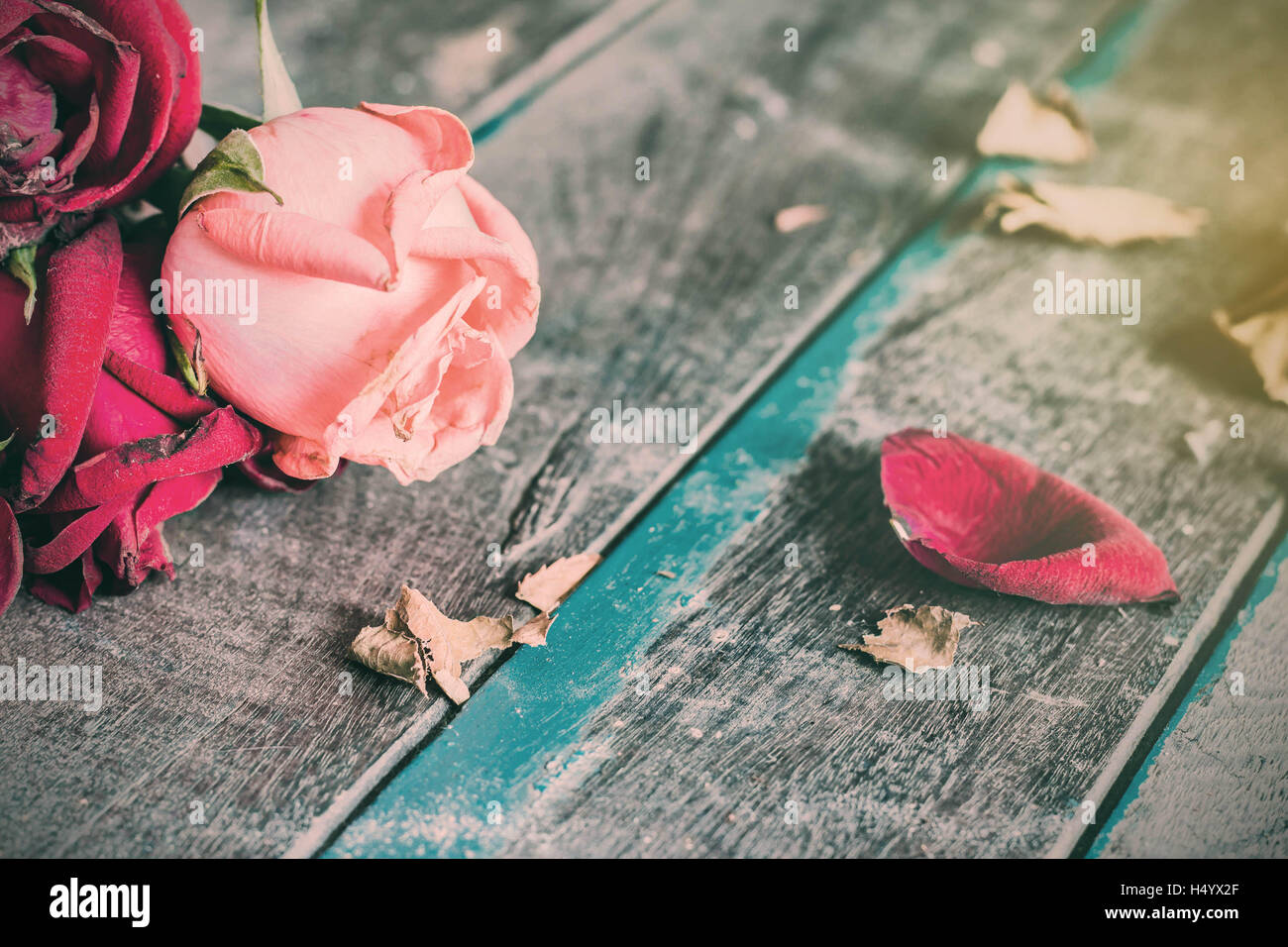 Dusty roses hi-res stock photography and images - Alamy
