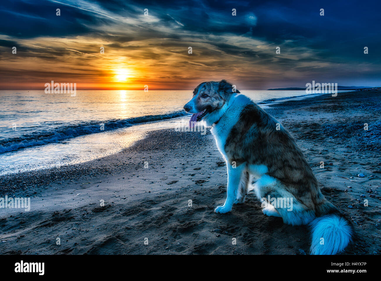 Dog at the beach during sunset Stock Photo - Alamy