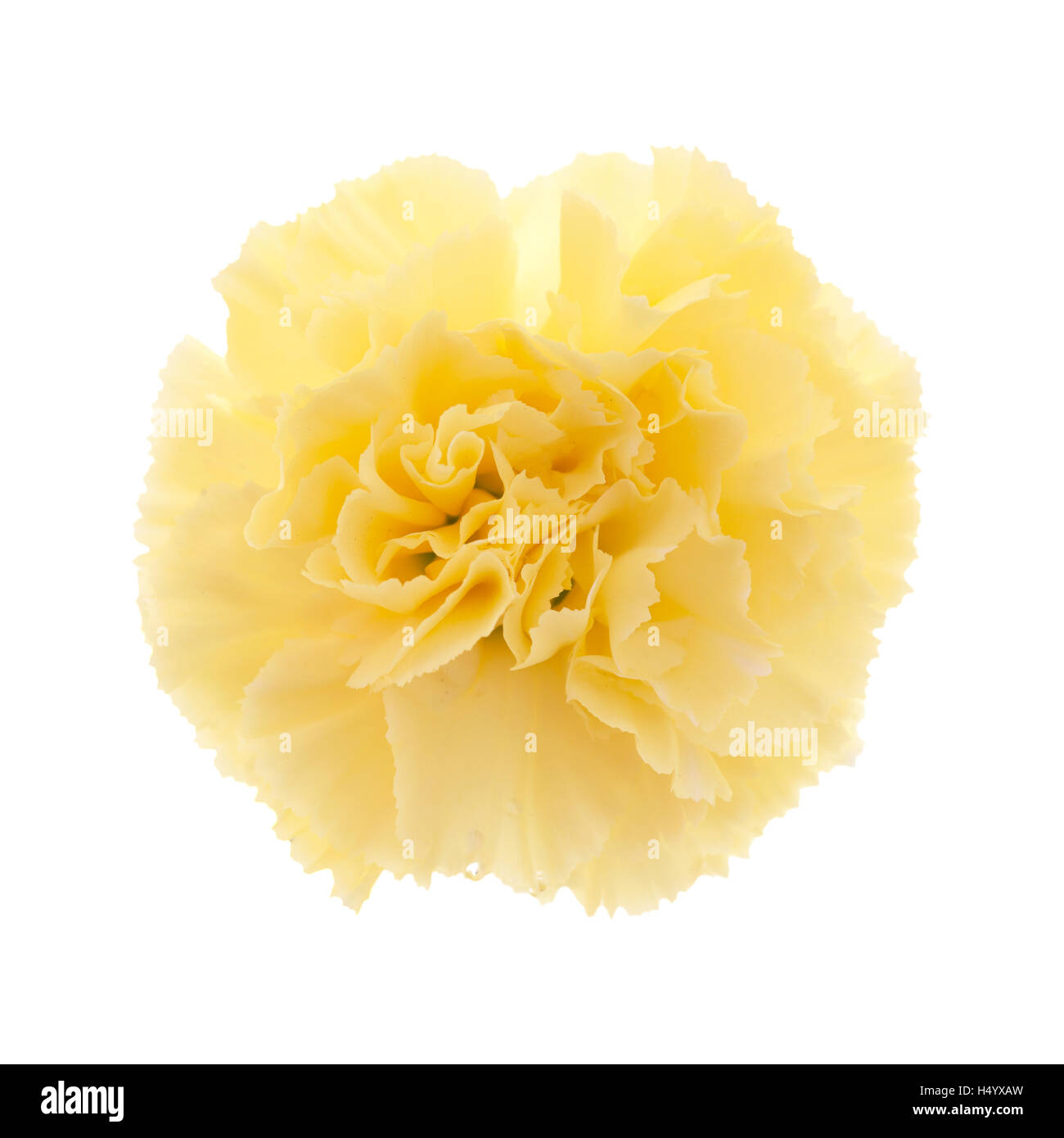 pale yellow carnation flowers isolated on white background Stock Photo ...