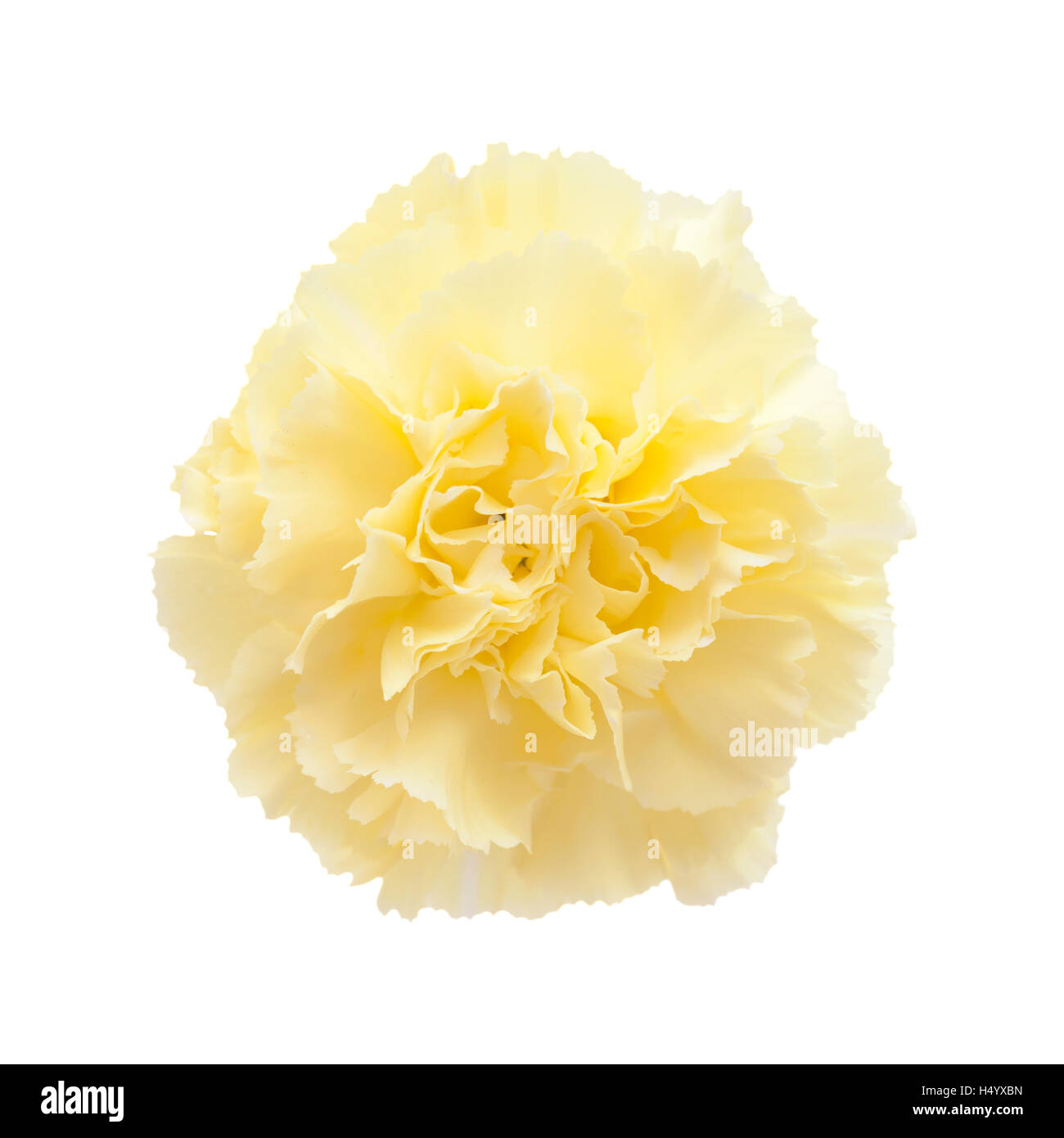 pale yellow carnation flowers isolated on white background Stock Photo ...