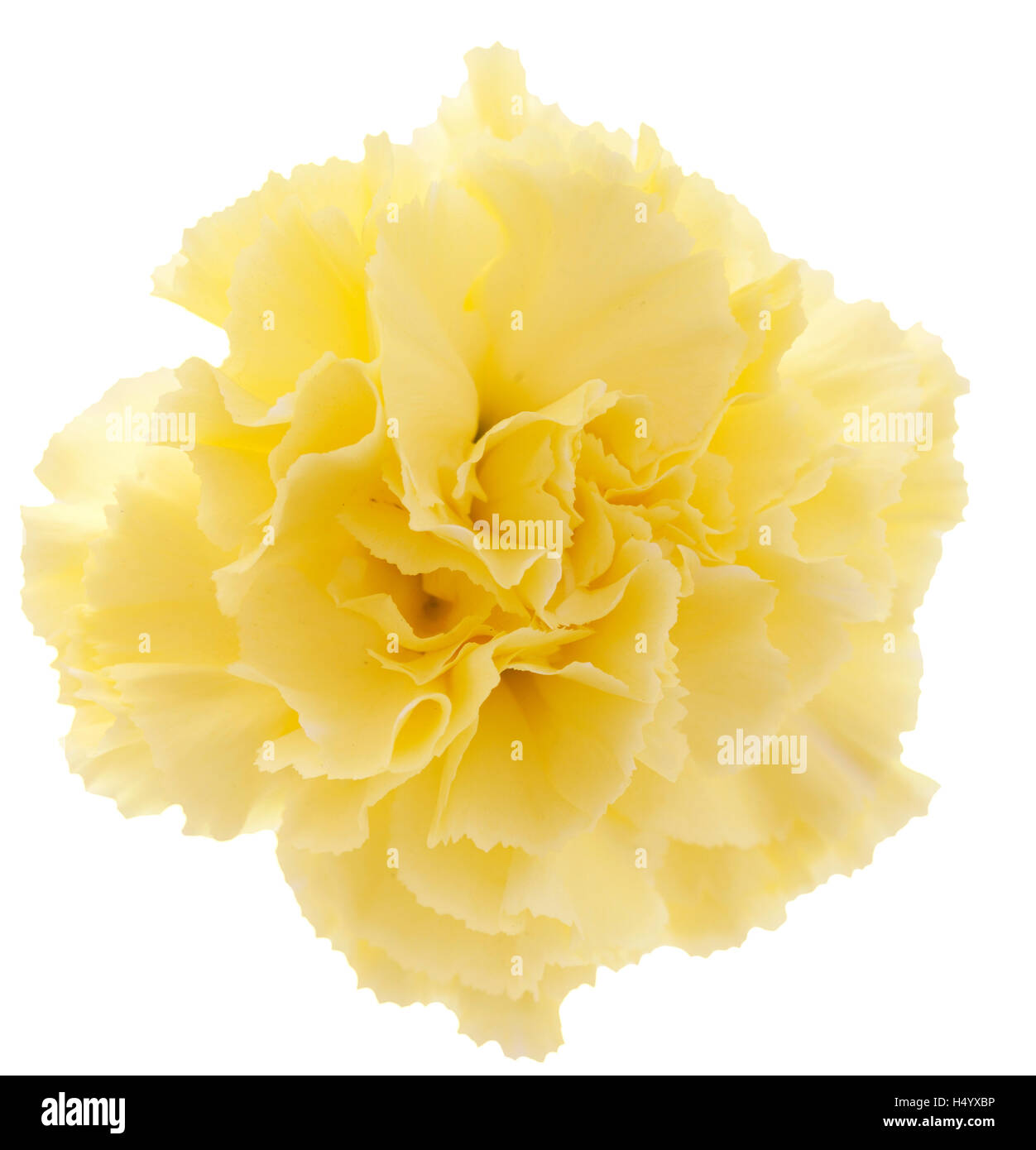 pale yellow carnation flowers isolated on white background Stock Photo ...